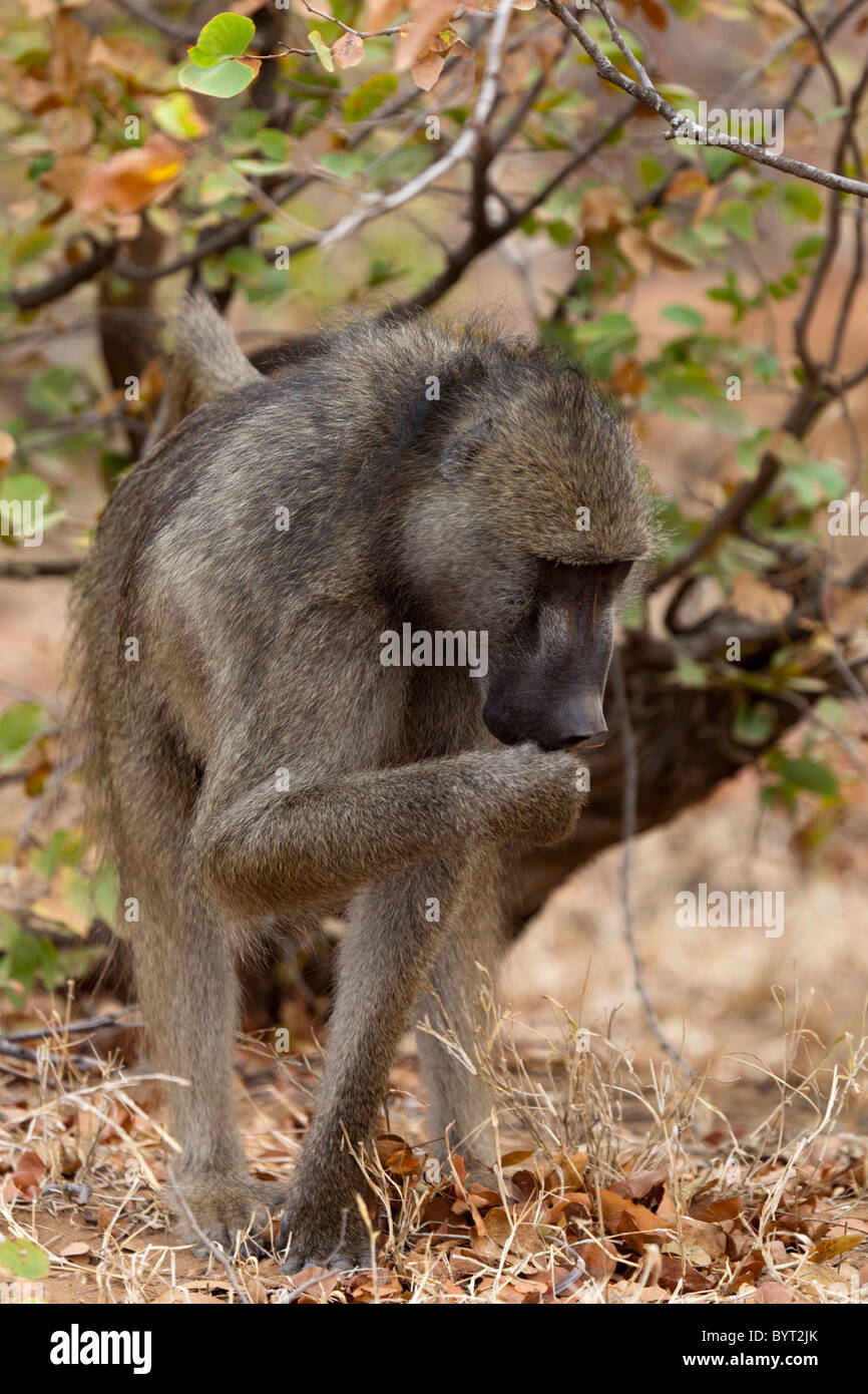 Baboon eat hi-res stock photography and images - Alamy