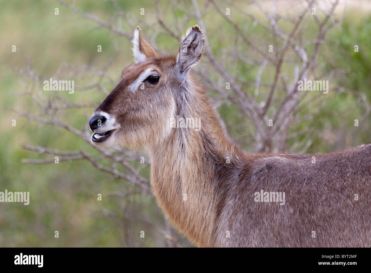 Female waterbuck hi-res stock photography and images - Alamy