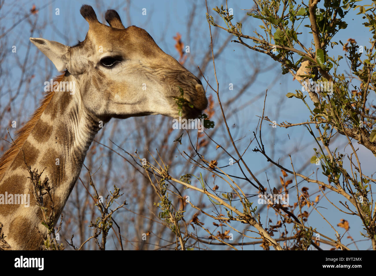 Giraffe head eating Stock Photo - Alamy