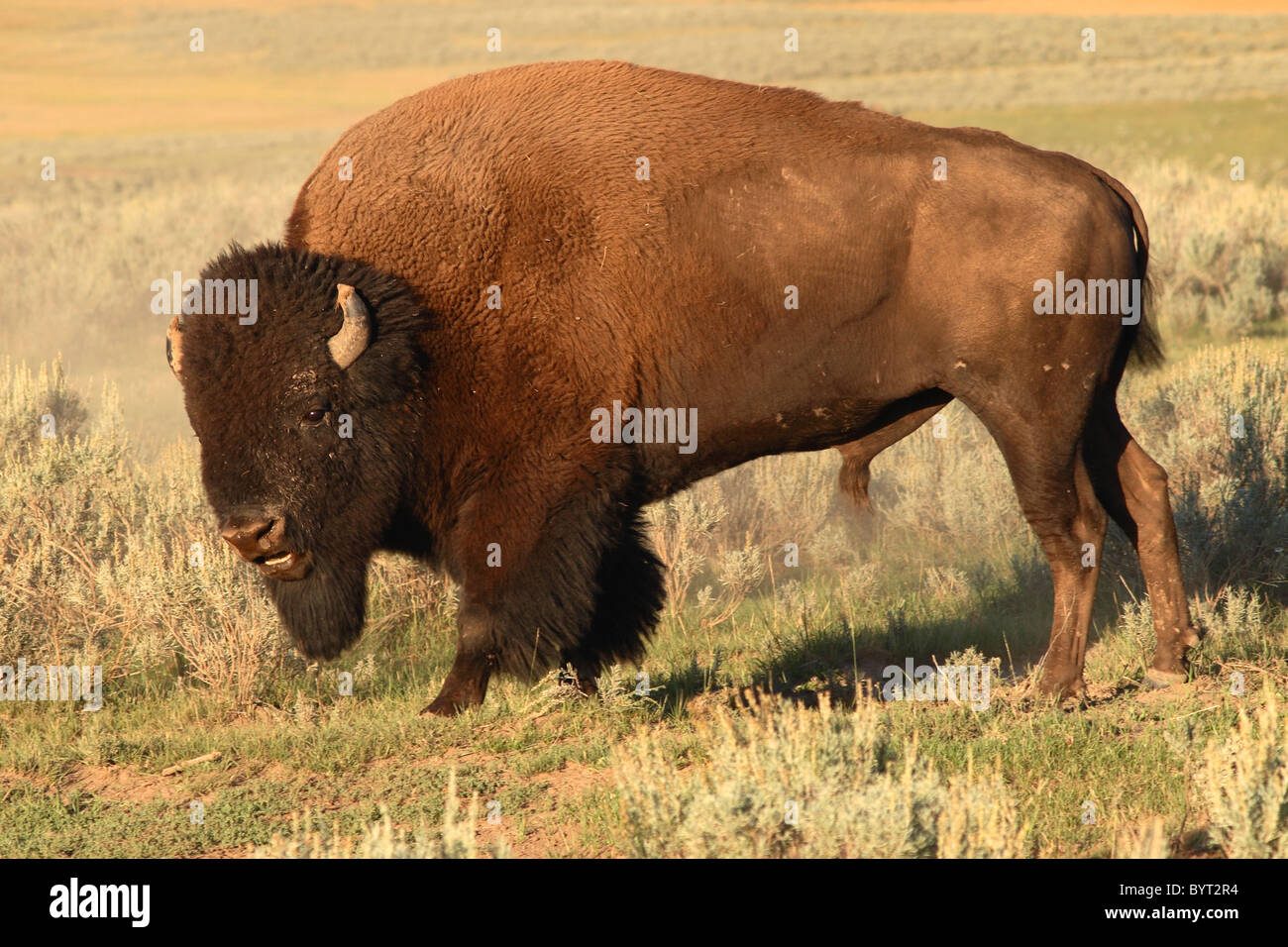 Huffing hi-res stock photography and images - Alamy