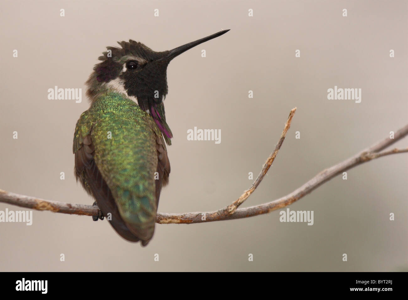 A Costa's Hummingbird looking over it's shoulder Stock Photo - Alamy