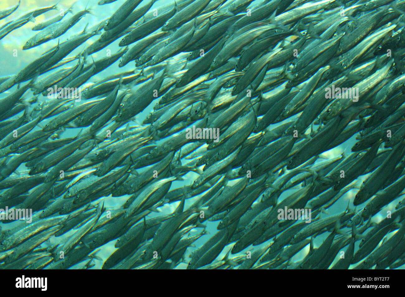 A school of fish Stock Photo - Alamy
