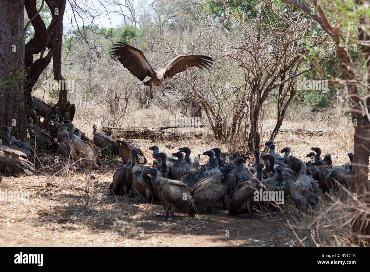 Vulture wing spread hi-res stock photography and images - Alamy