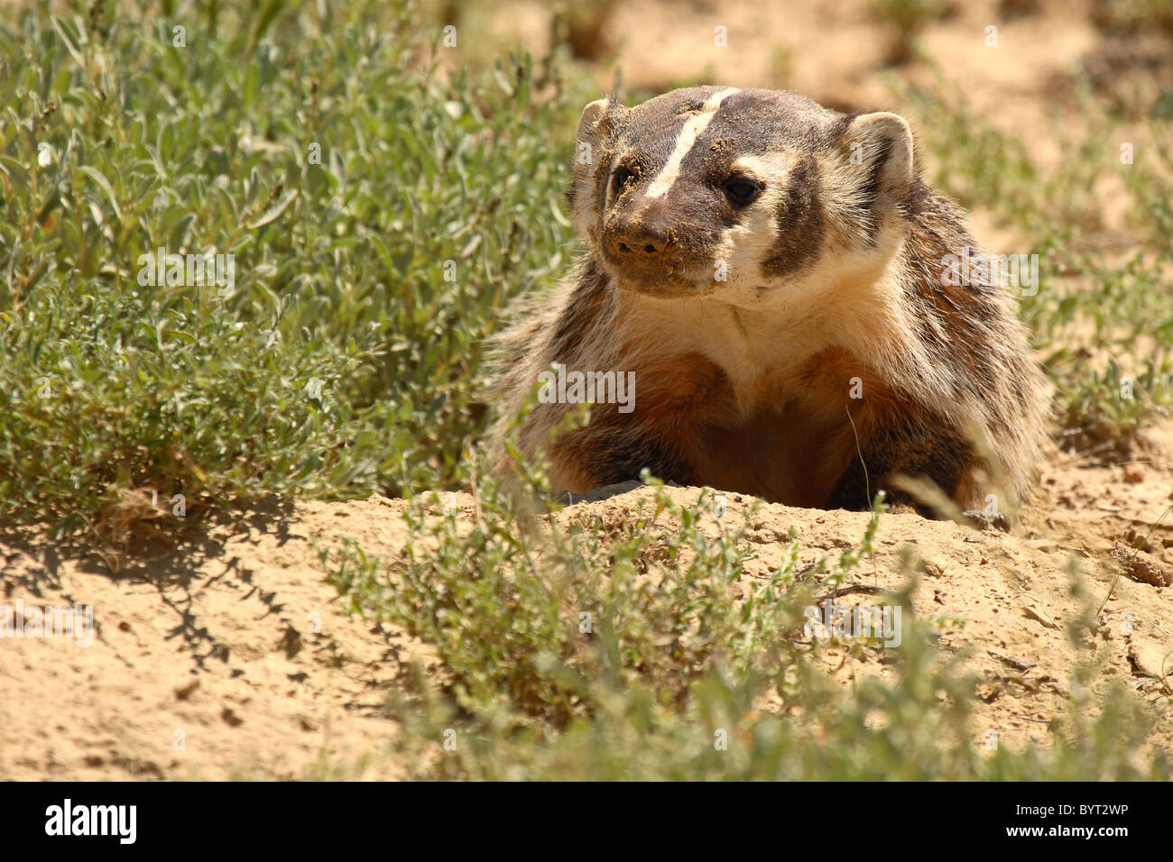 American badger den hi-res stock photography and images - Alamy