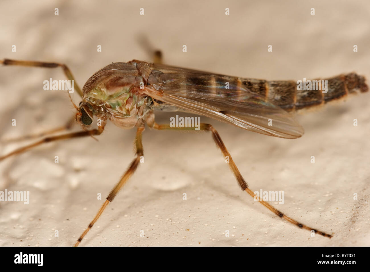 Small Flying Insect Identification Best Bee Brothers | atelier-yuwa.ciao.jp