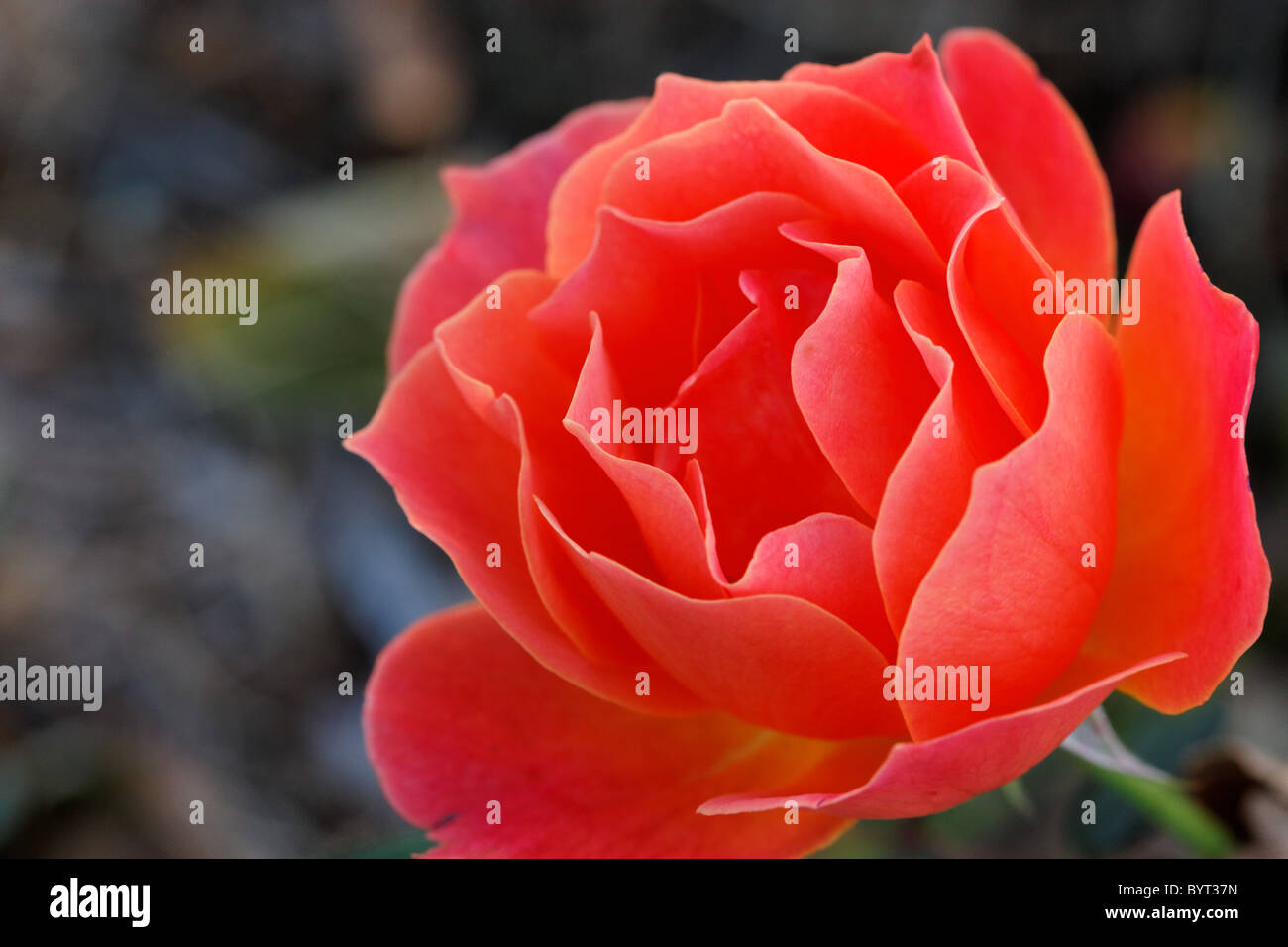 pink rose in natural, sunset lighting Stock Photo - Alamy