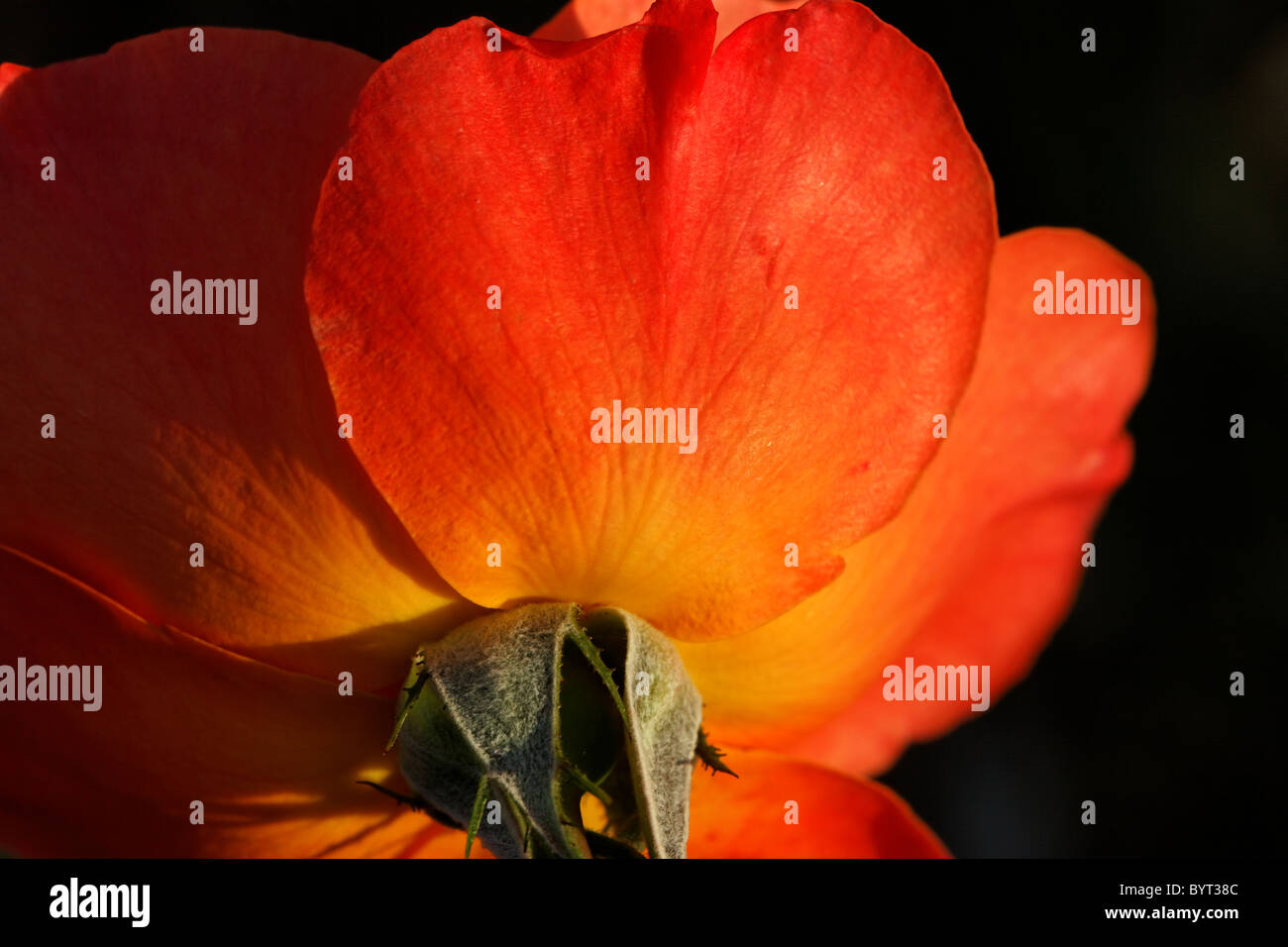 pink rose in natural, sunset lighting Stock Photo - Alamy