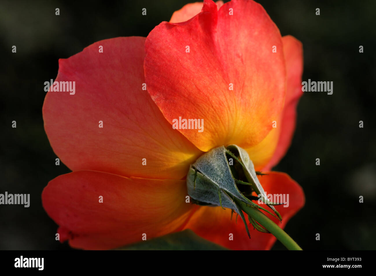 pink rose in natural, sunset lighting Stock Photo - Alamy