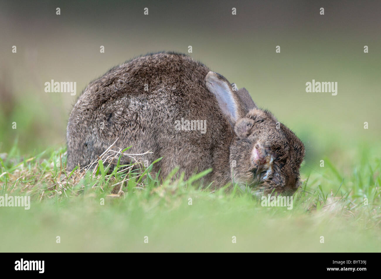 Wild Rabbit with Myxomatosis Virus feeding on grasses Stock Photo - Alamy