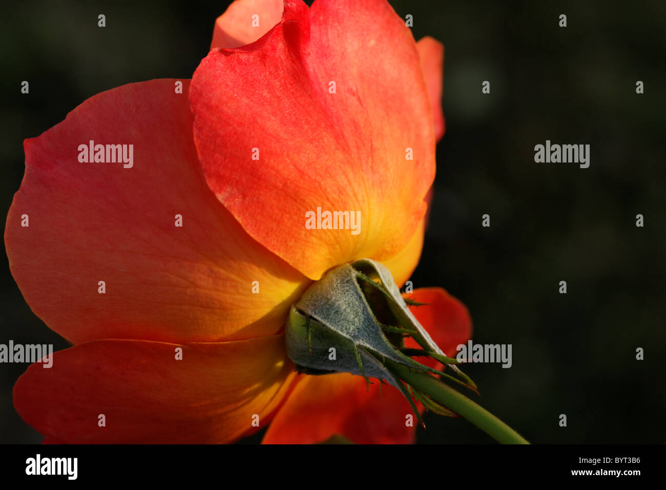 pink rose in natural, sunset lighting Stock Photo - Alamy