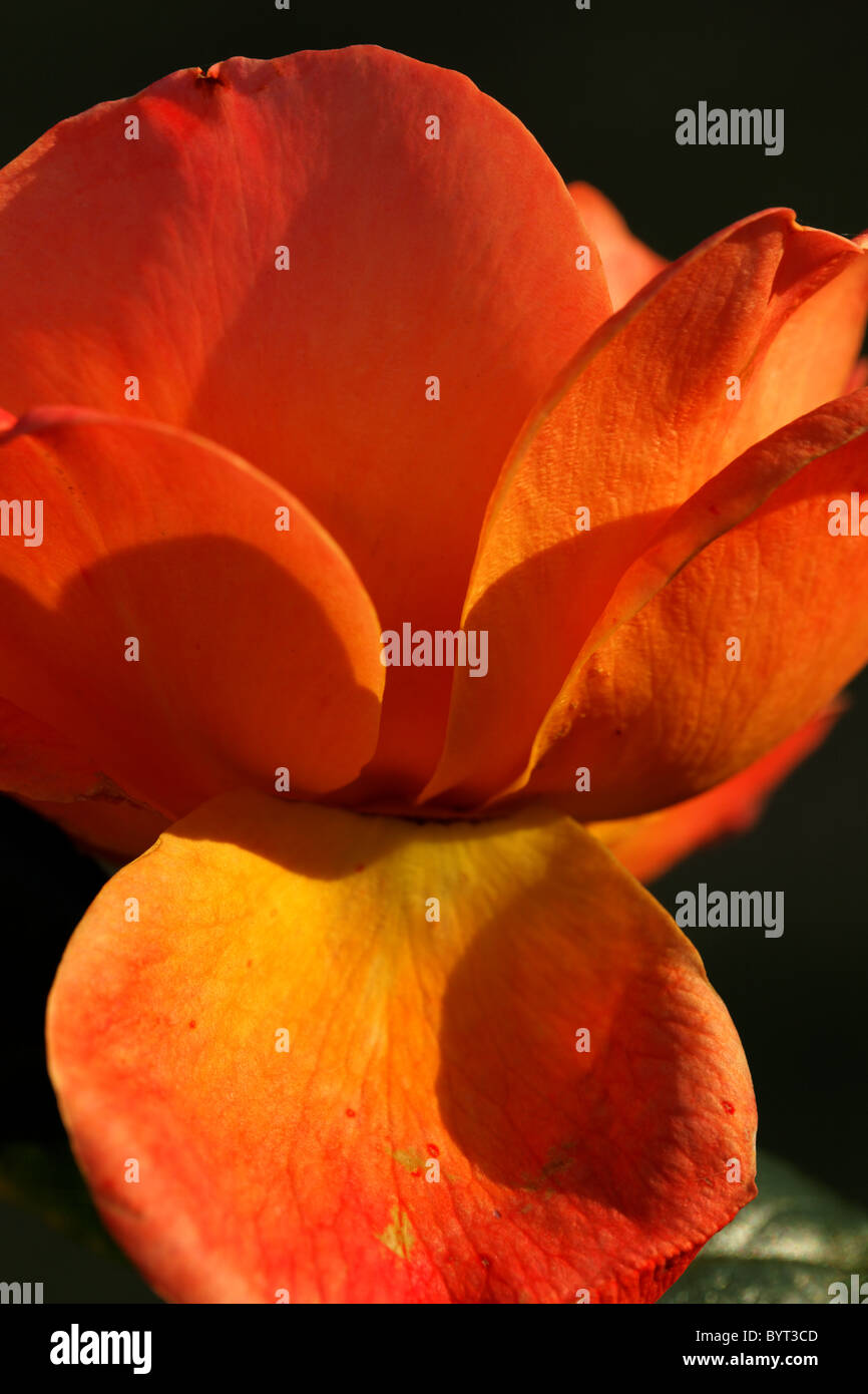 pink rose in natural, sunset lighting Stock Photo - Alamy