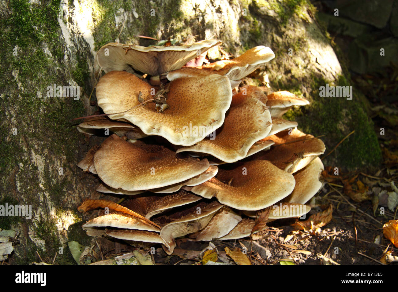 Orange Tree Fungus on Tree Stock Photo - Alamy