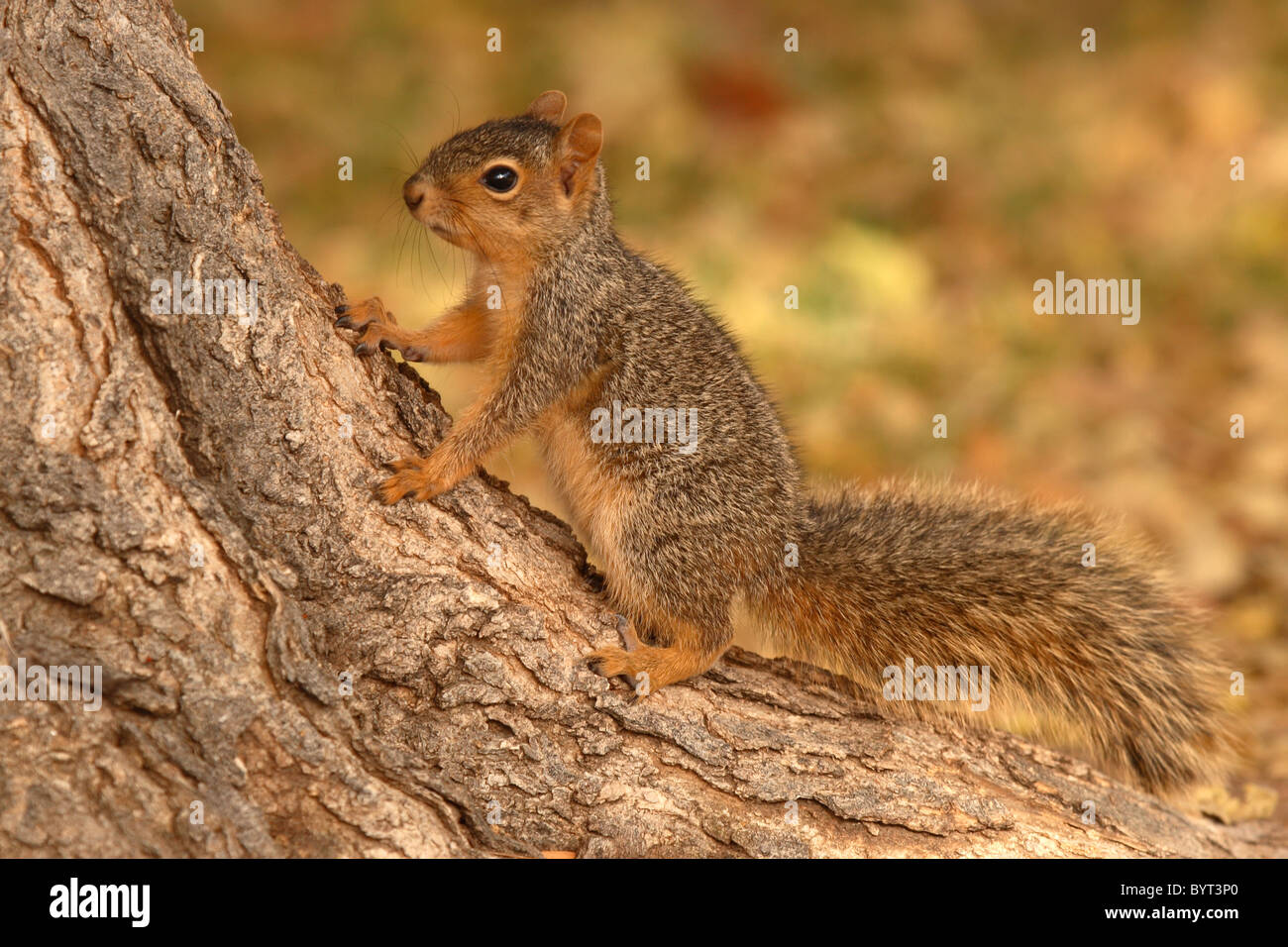 Juvenile fox hi-res stock photography and images - Alamy