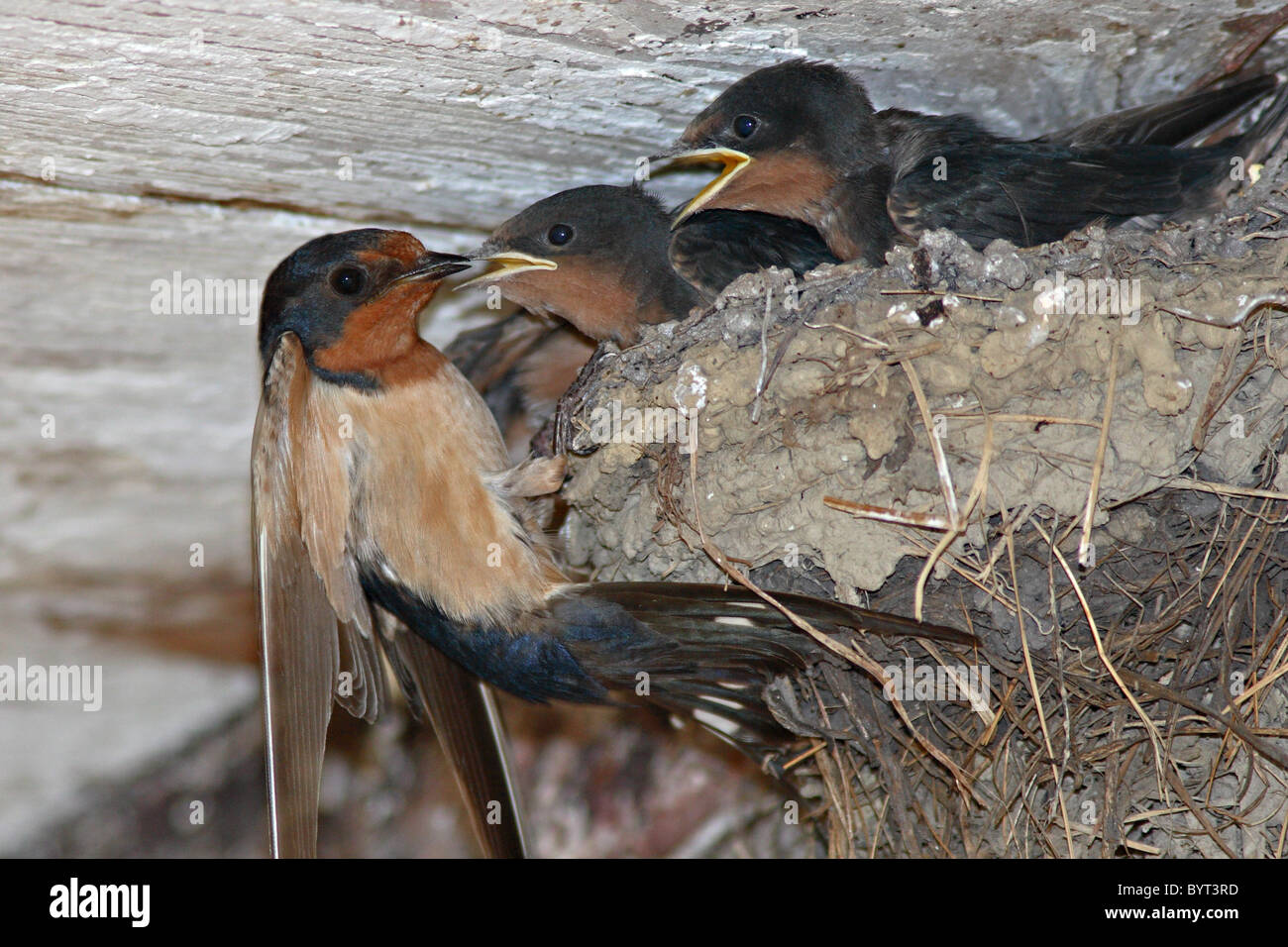 A Barn Swallow mother feeding nestlings Stock Photo - Alamy