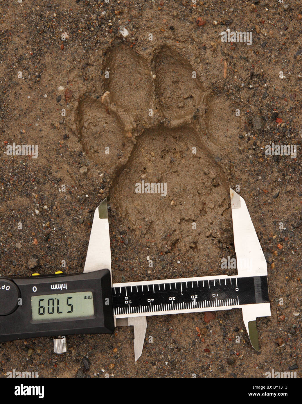 The track of a male puma in gravel Stock Photo - Alamy