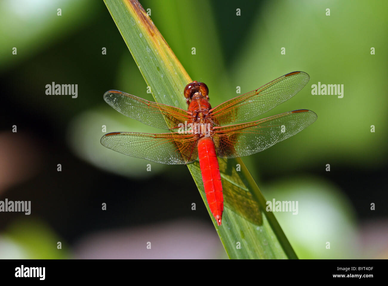 Neon Skimmer (Libellula croceipennis) - male. California, USA Stock ...
