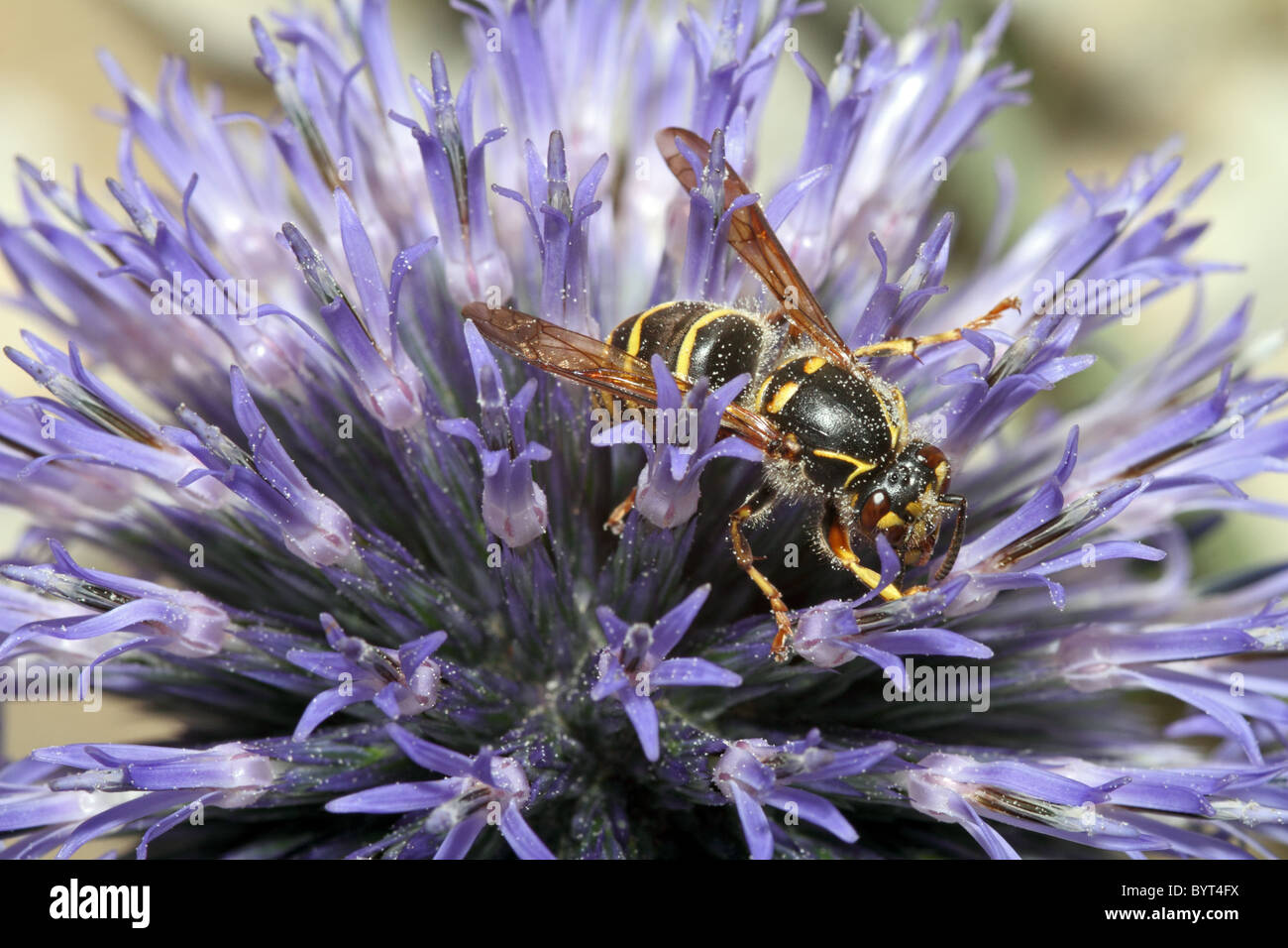 Vespula vespula uk hi-res stock photography and images - Alamy