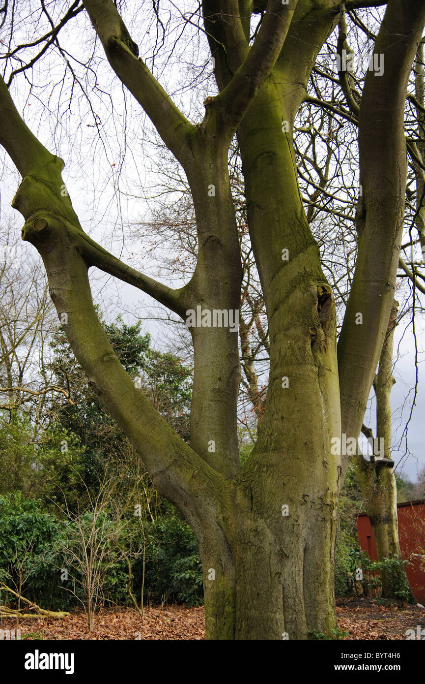 Deformed tree branches fused together Stock Photo - Alamy