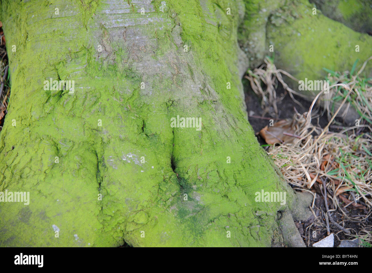 Gnarly tree roots hi-res stock photography and images - Alamy