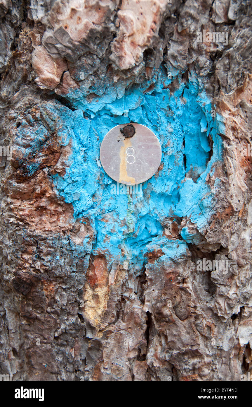 The number 8 stamped on a metal disk nailed to a tree trunk Stock Photo ...