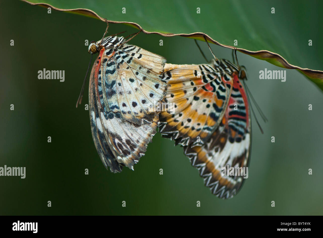Red lacewing butterflies Cethosia biblis mating on leaf Kew Botanical ...