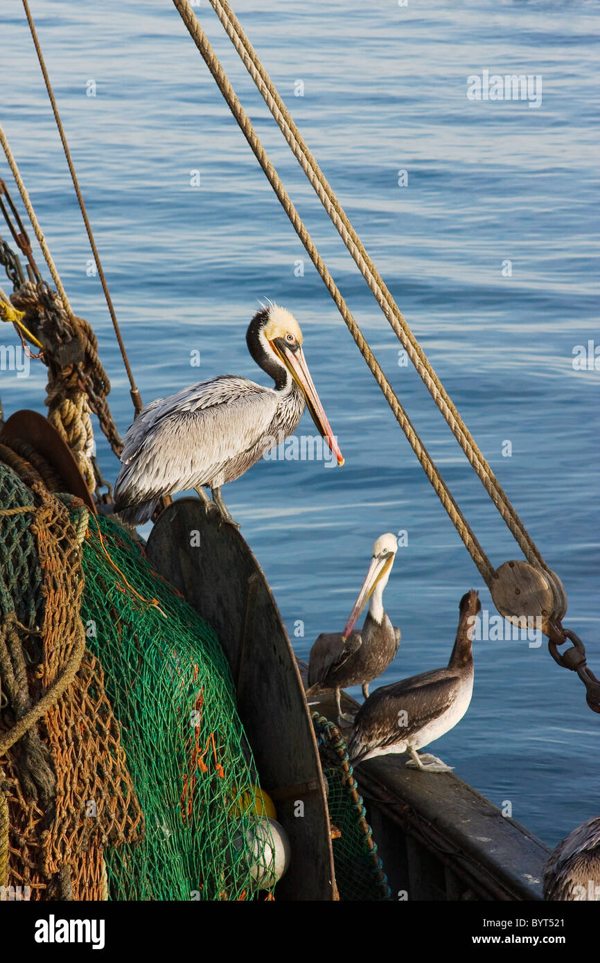 Roosting pelicans hi-res stock photography and images - Alamy