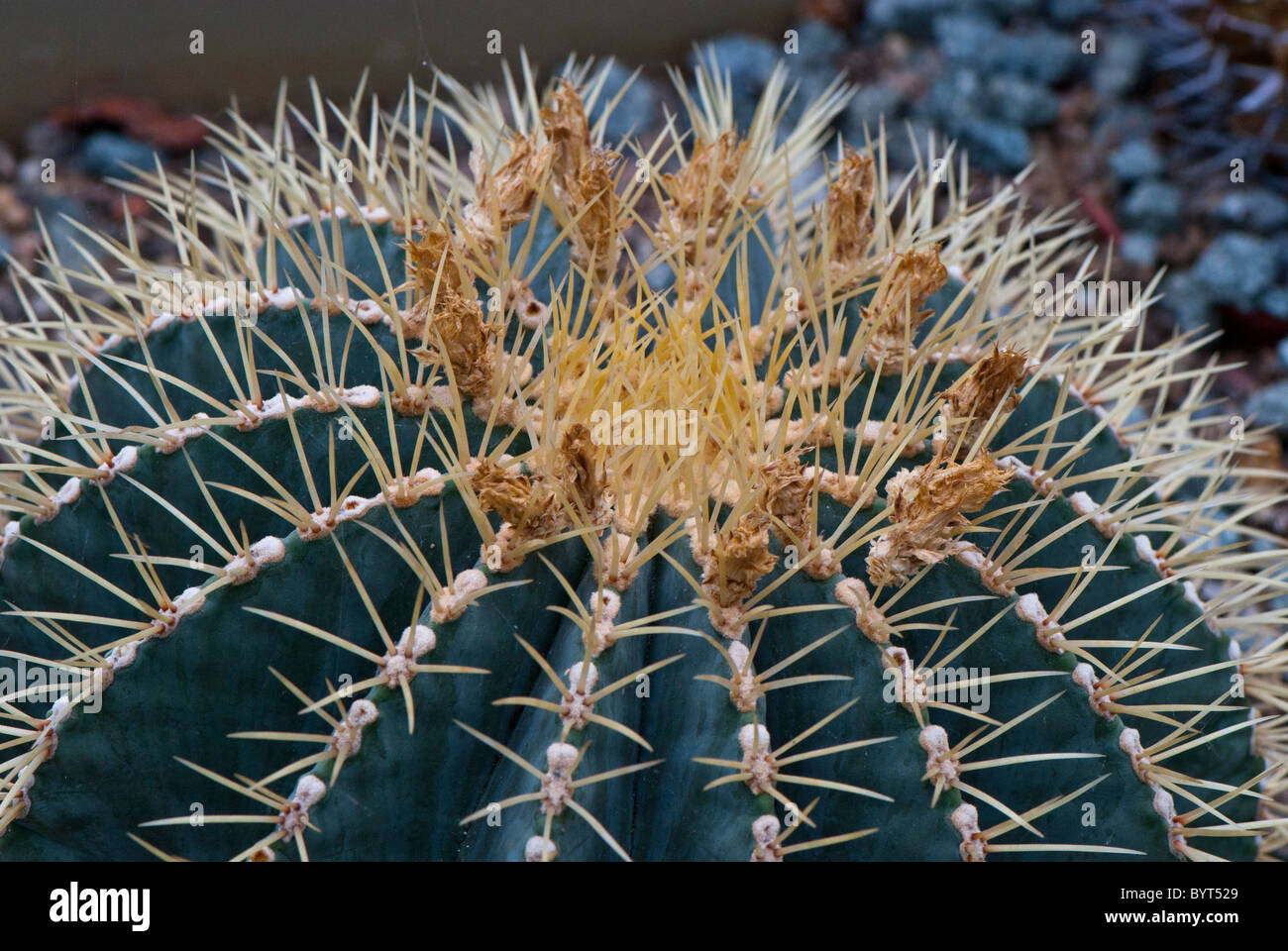 Cactus ferocactus glaucescens hi-res stock photography and images - Alamy