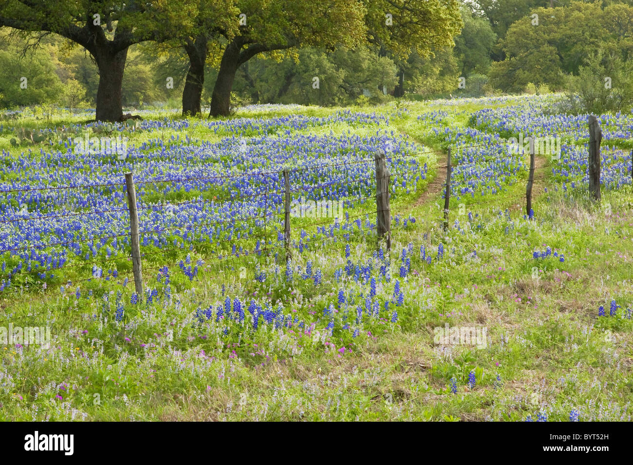 Bluebonnets and Oak Trees in Texas Hill Country Stock Photo - Alamy