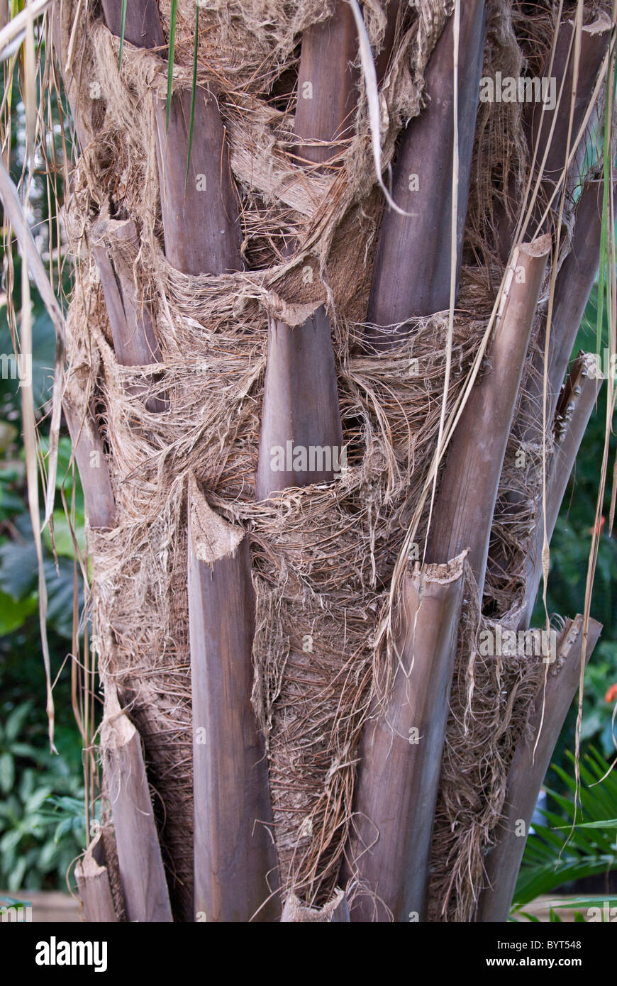 Palm trunk palm house kew botanical gardens hi-res stock photography ...