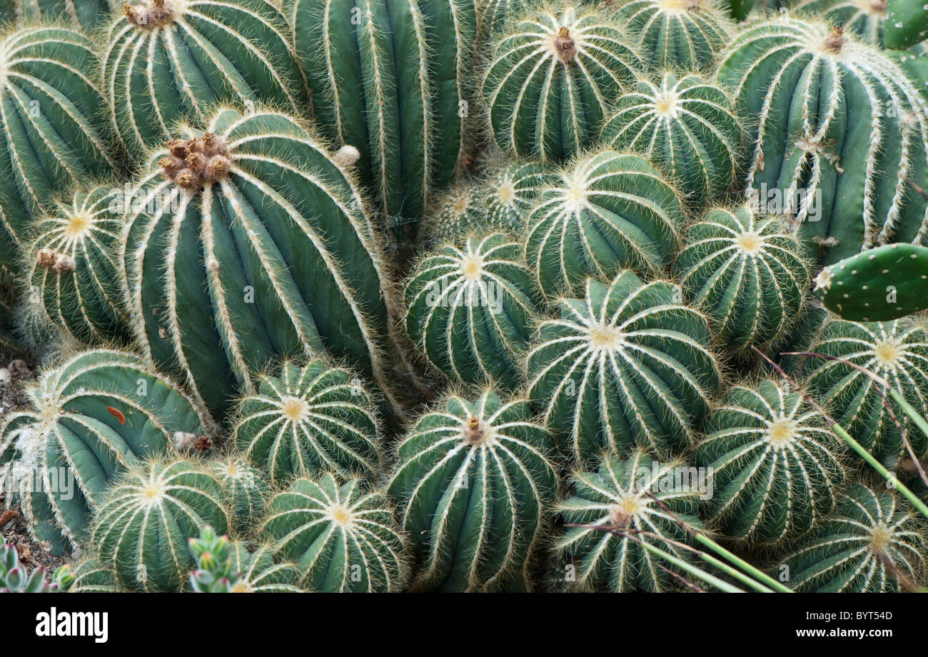 Parodia magnifica Cactaceae from South Brazil Uraguay, Princess of ...