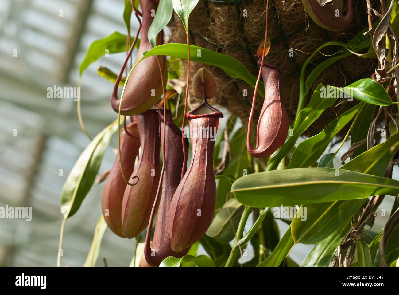 Pitcher plant nepenthes kew botanical gardens hi-res stock photography and images - Alamy