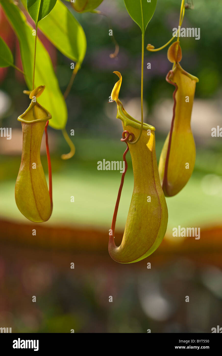 Pitcher plant carnivorous plant nepenthes kew botanical gardens hi-res ...