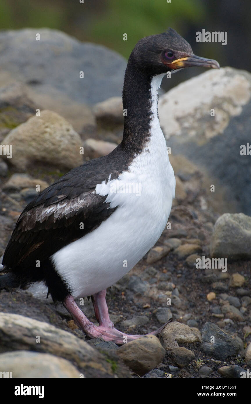 Auckland islands shag hi-res stock photography and images - Alamy