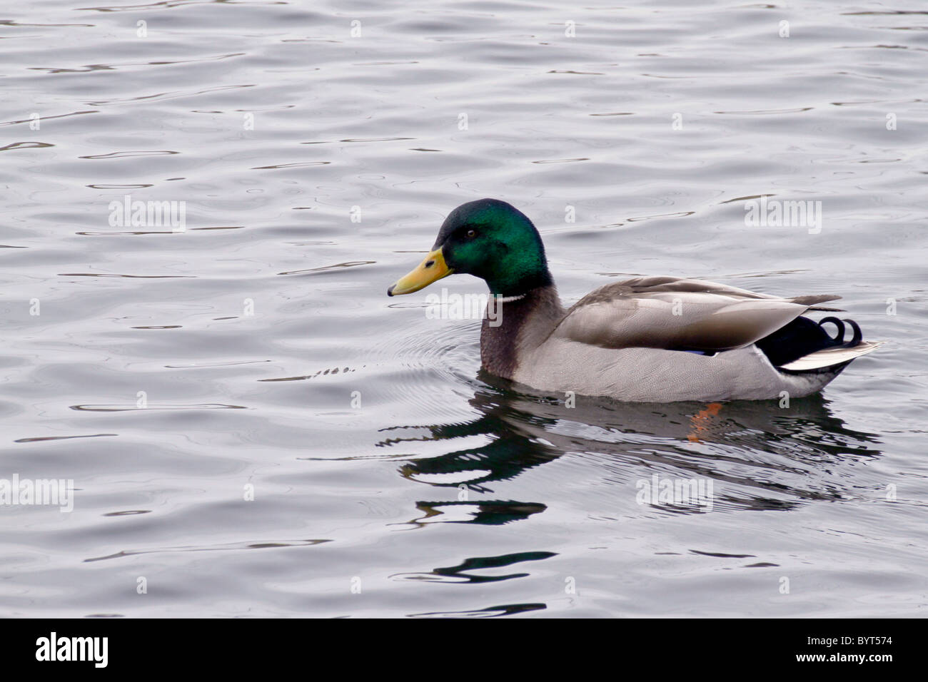 Lone duck hi-res stock photography and images - Alamy