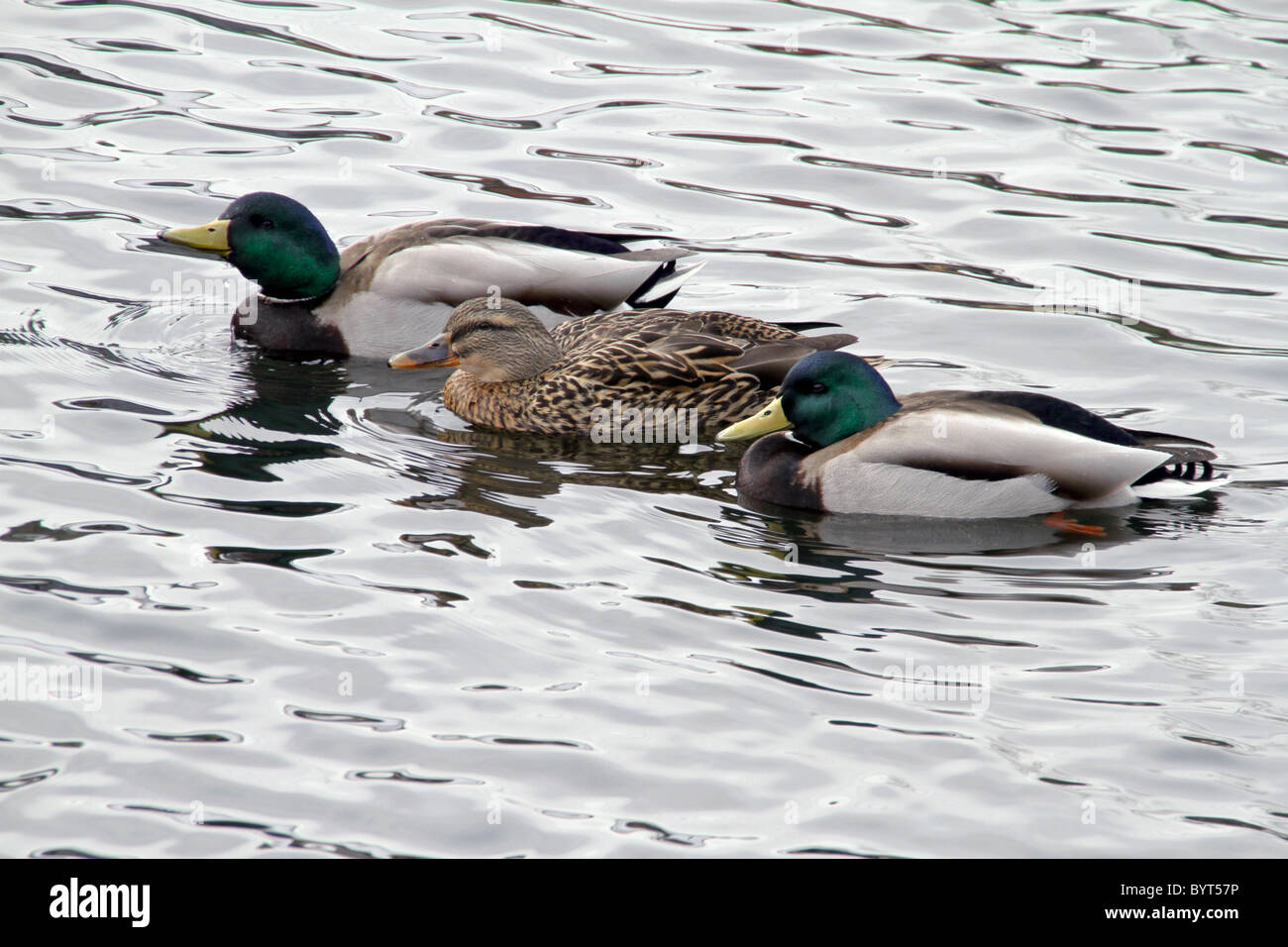 Ducks mallards hi-res stock photography and images - Alamy
