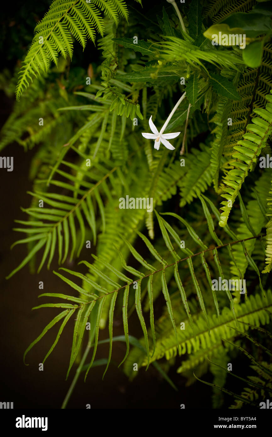 White rice flower hi-res stock photography and images - Alamy