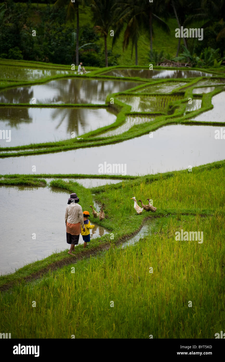 A mother and son walk through the beautiful rice fields of Ubud, Bali ...