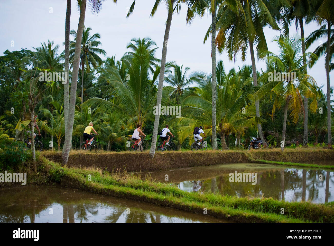 Out in the terraced rice fields of Ubud, Bali, a bicycle tour of ...