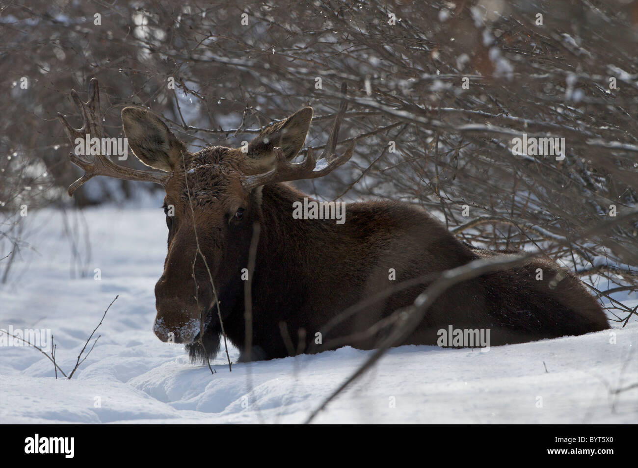 Canadian moose hi-res stock photography and images - Alamy