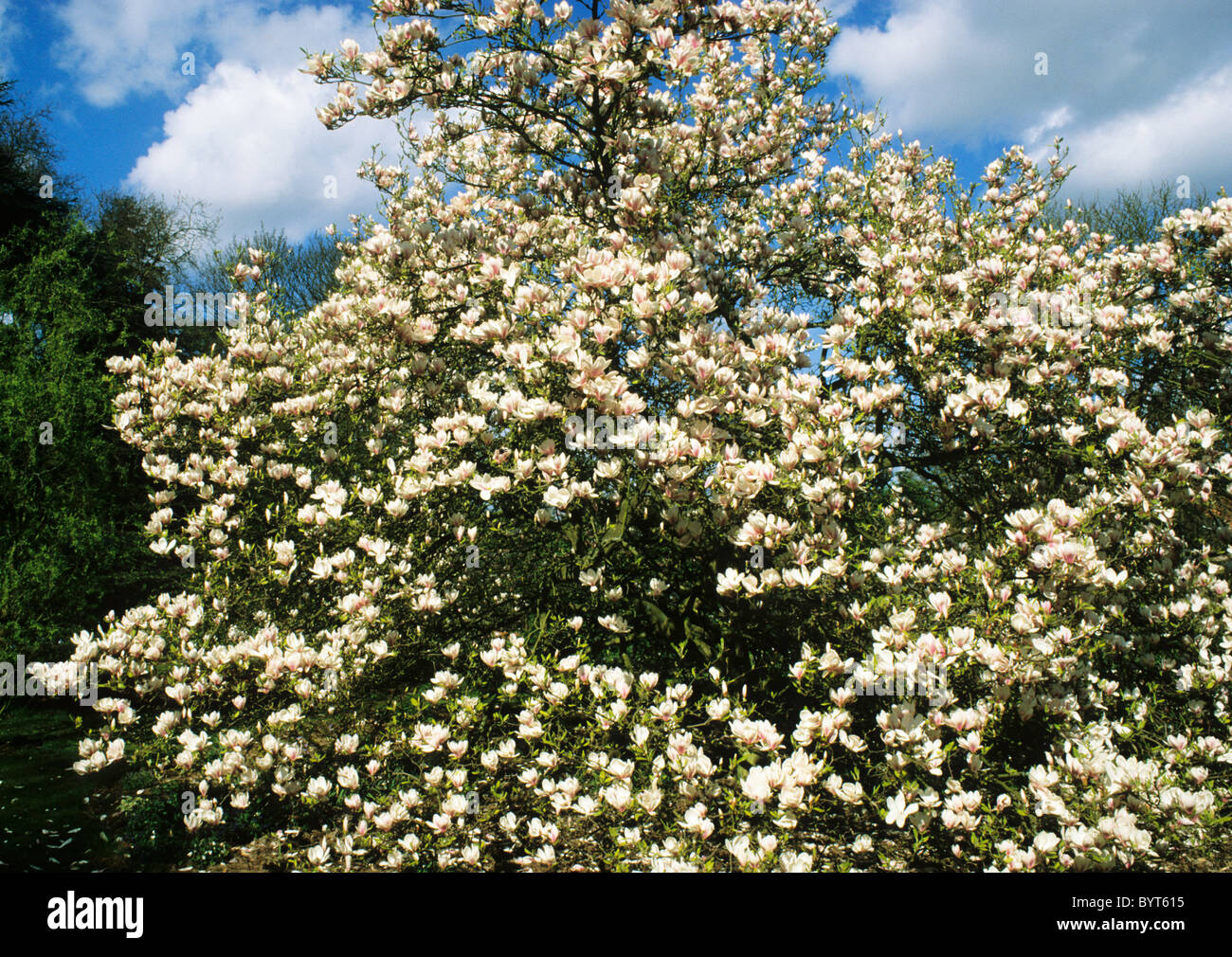 Magnolia x soulangeana, garden plant plants whole full tree trees shrub ...