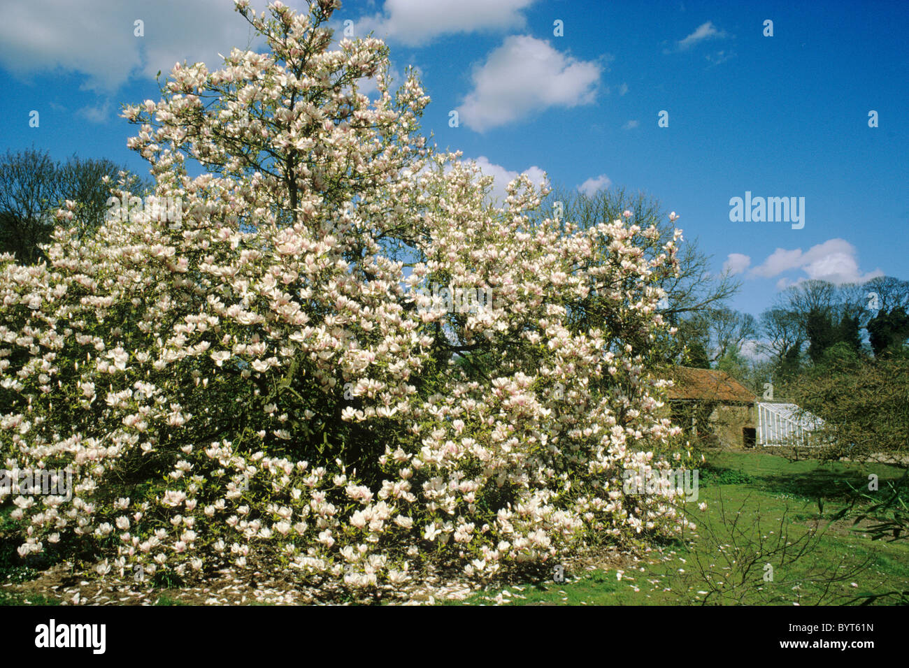 Magnolia x soulangeana, garden plant plants whole full tree trees shrub ...