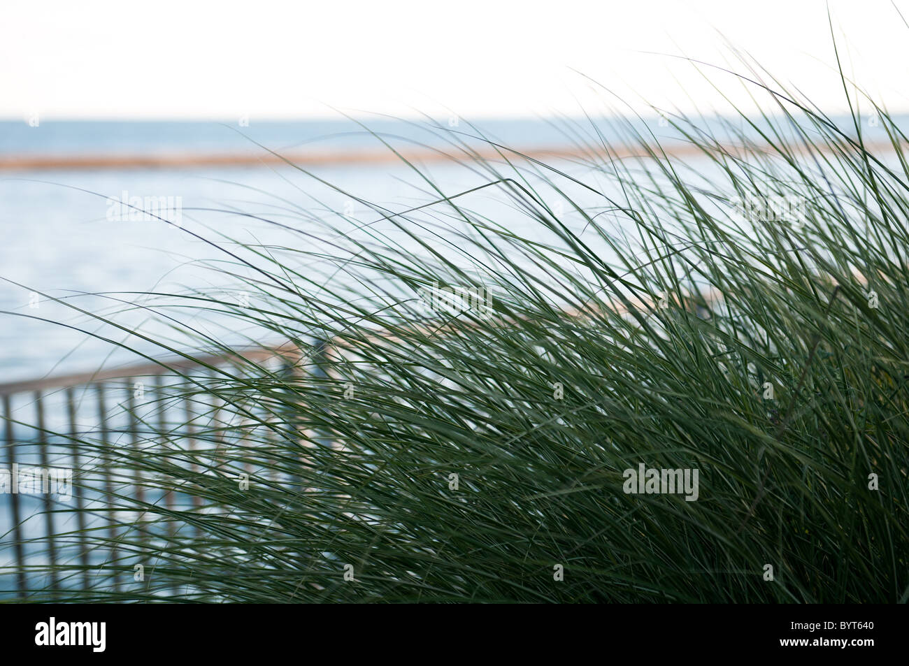 Long green grass blowing in the wind Stock Photo - Alamy