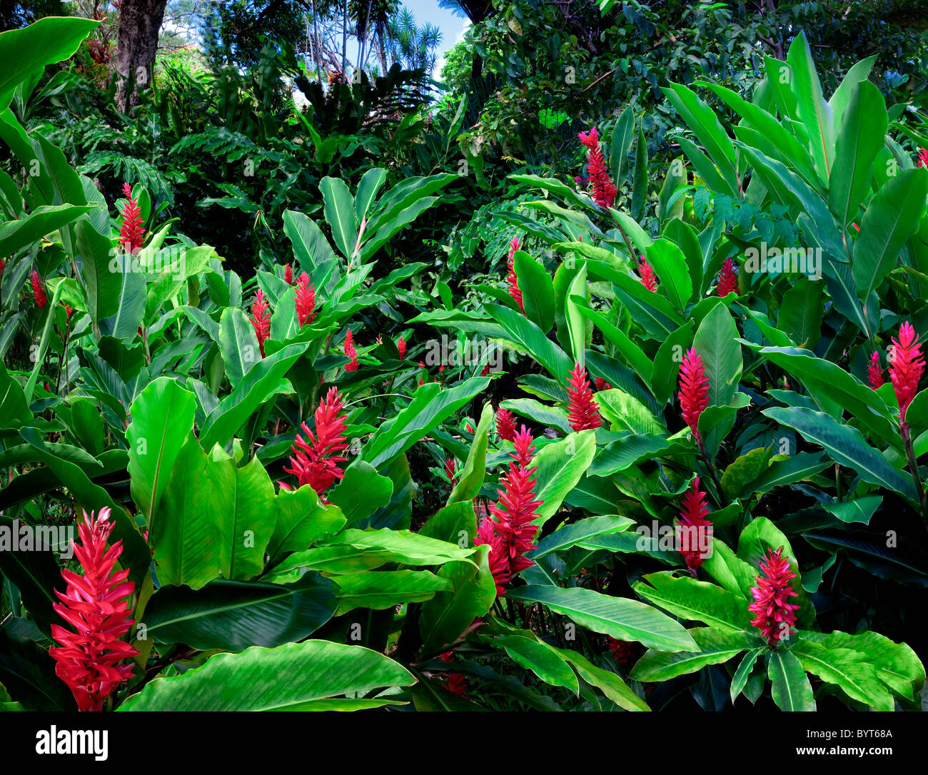 Red Ginger (Alpinia purpurata) on the road to Hana. Mauai, Hawaii Stock ...