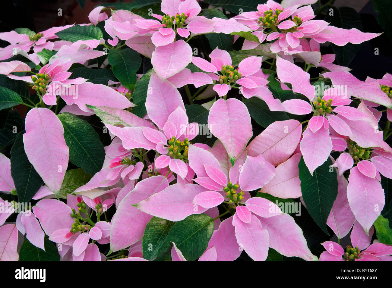 Close up flower garden Stock Photo - Alamy