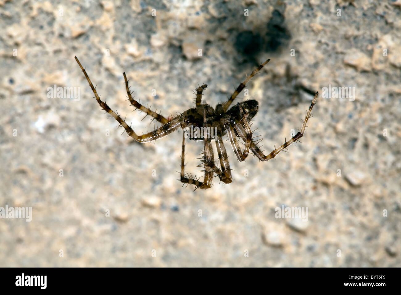 Spider on a house wall Stock Photo - Alamy
