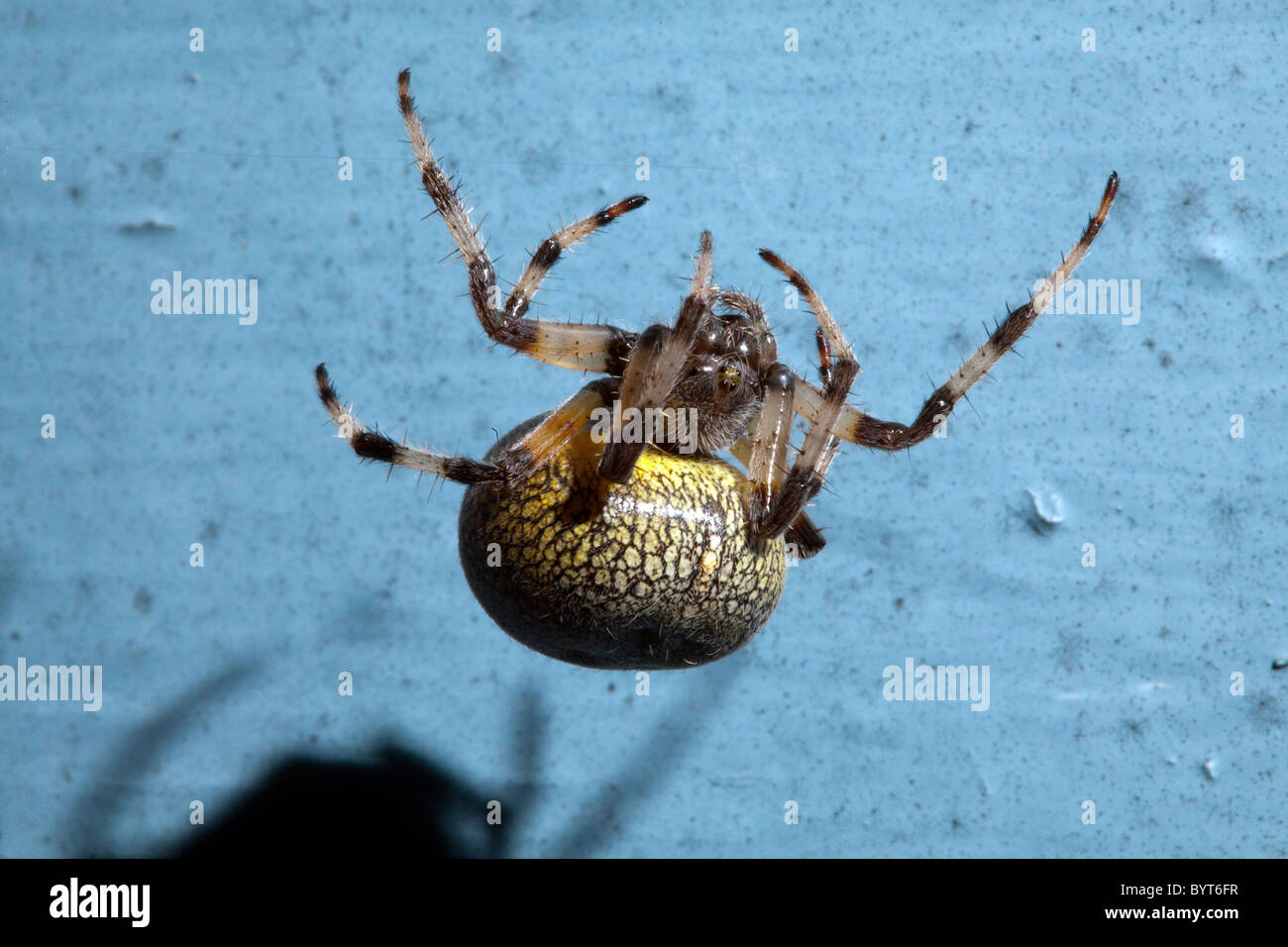 Spider on a house wall Stock Photo - Alamy