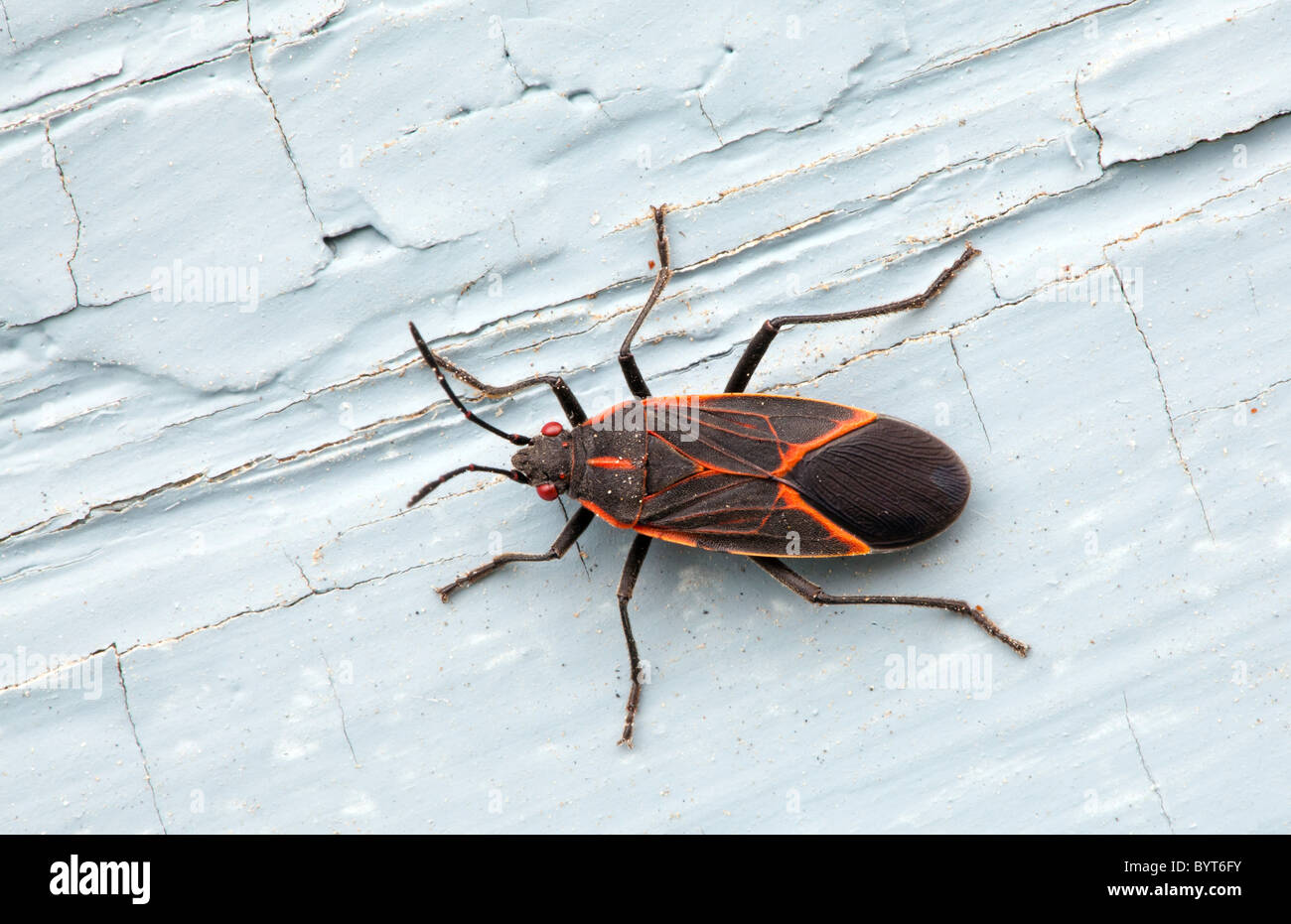 Paint insect hi-res stock photography and images - Alamy