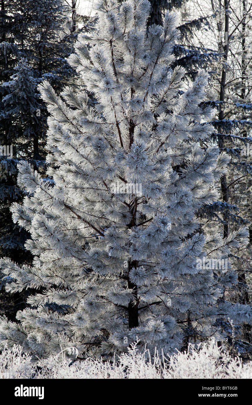 Frost covered tree Stock Photo - Alamy