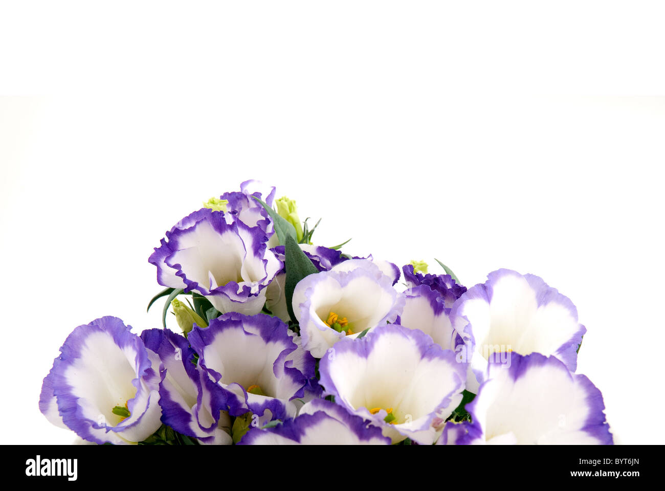 Beautiful violet flower isolated on white Stock Photo - Alamy