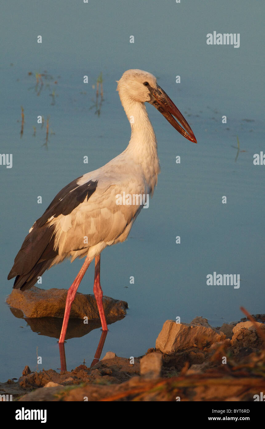 Asian Openbill Stork (Anastomus oscitans) wading in water Stock Photo ...